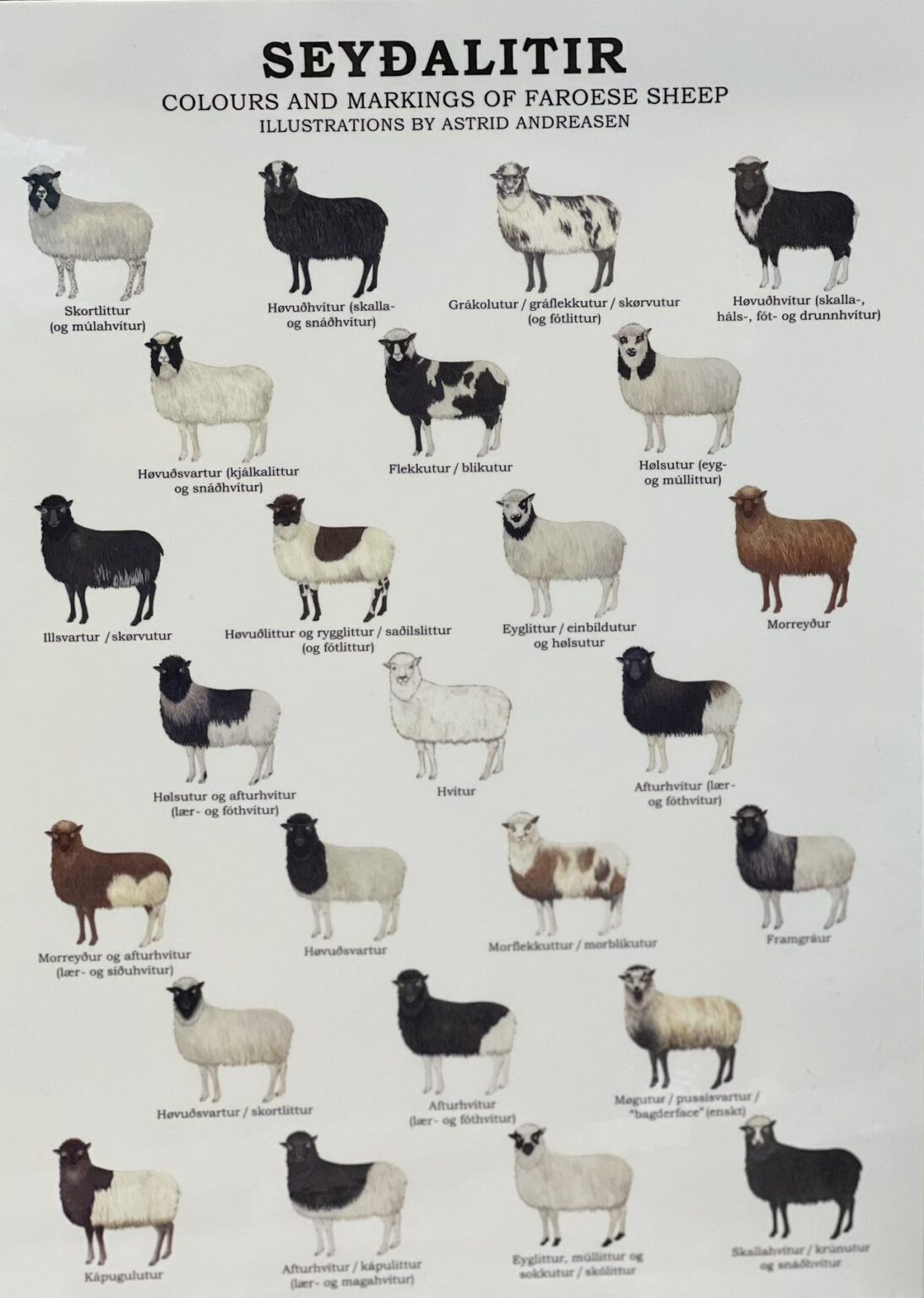 Colours and markings of Faroese Sheep - VisitNorth
